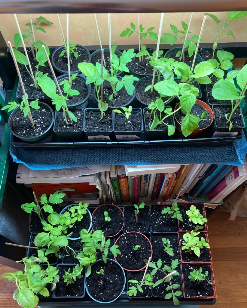 Repotting – Nine by Eighteen